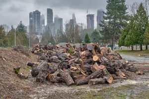 Pile of logs – Miscellaneous Photographs